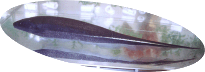 Species Diversity in EODs – Electric Fish Lab